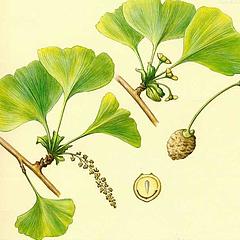 Ginkgopsida - 雪球